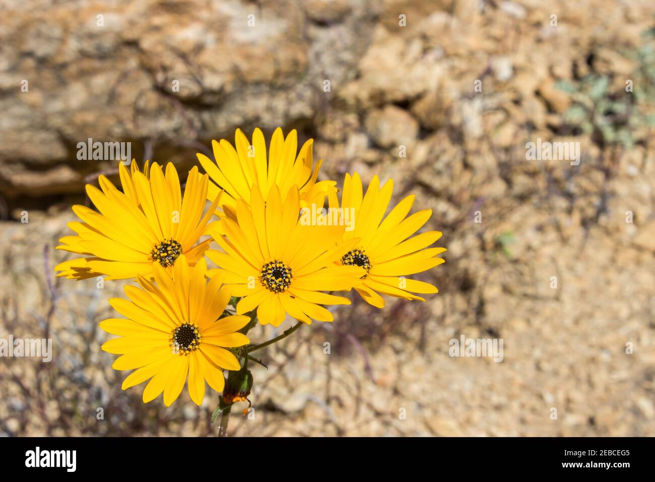 The orange colored Namaqua Widowseed daisies (Hyoseroides Asteraceae ...