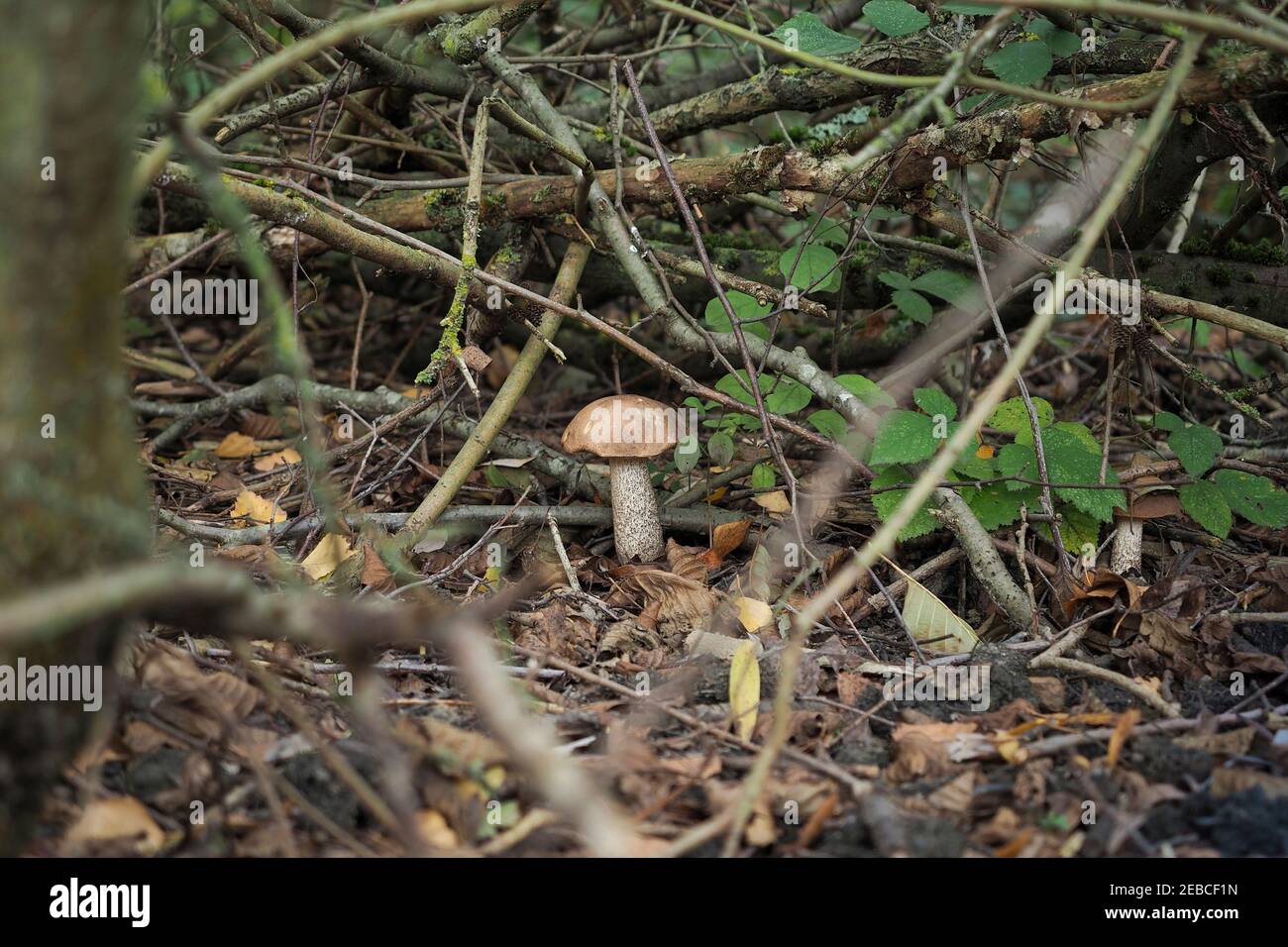 Leccinum scabrum, commonly known as the rough-stemmed bolete, scaber ...