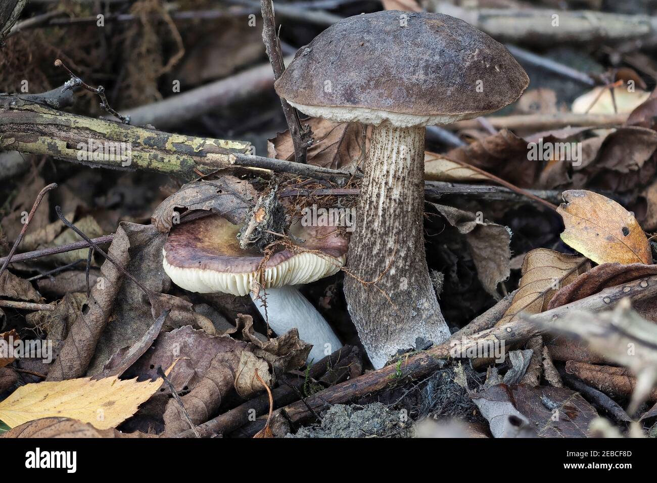 Leccinum scabrum, commonly known as the rough-stemmed bolete, scaber ...