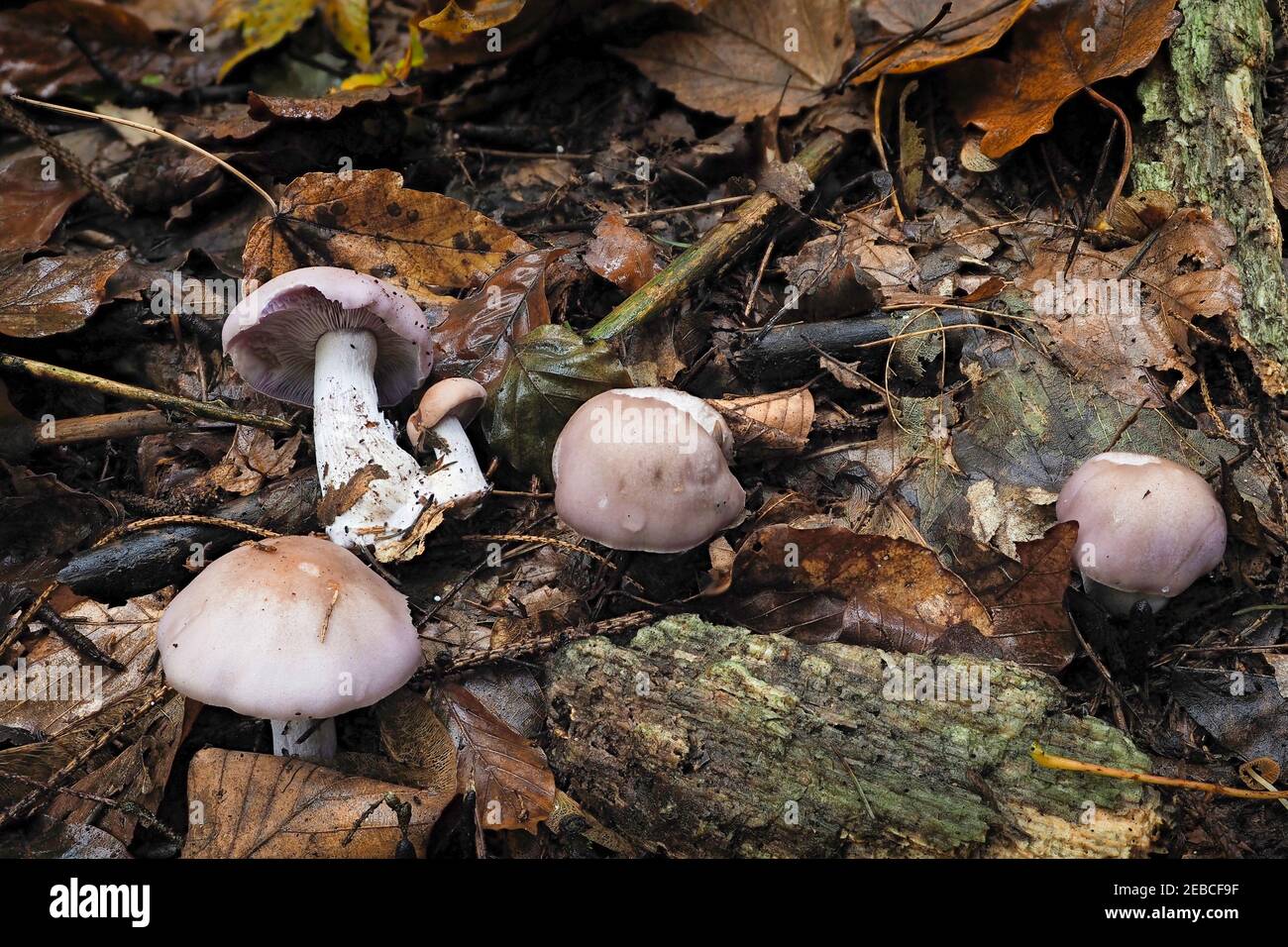 Clitocybe nuda, commonly known as the wood blewit and alternately ...