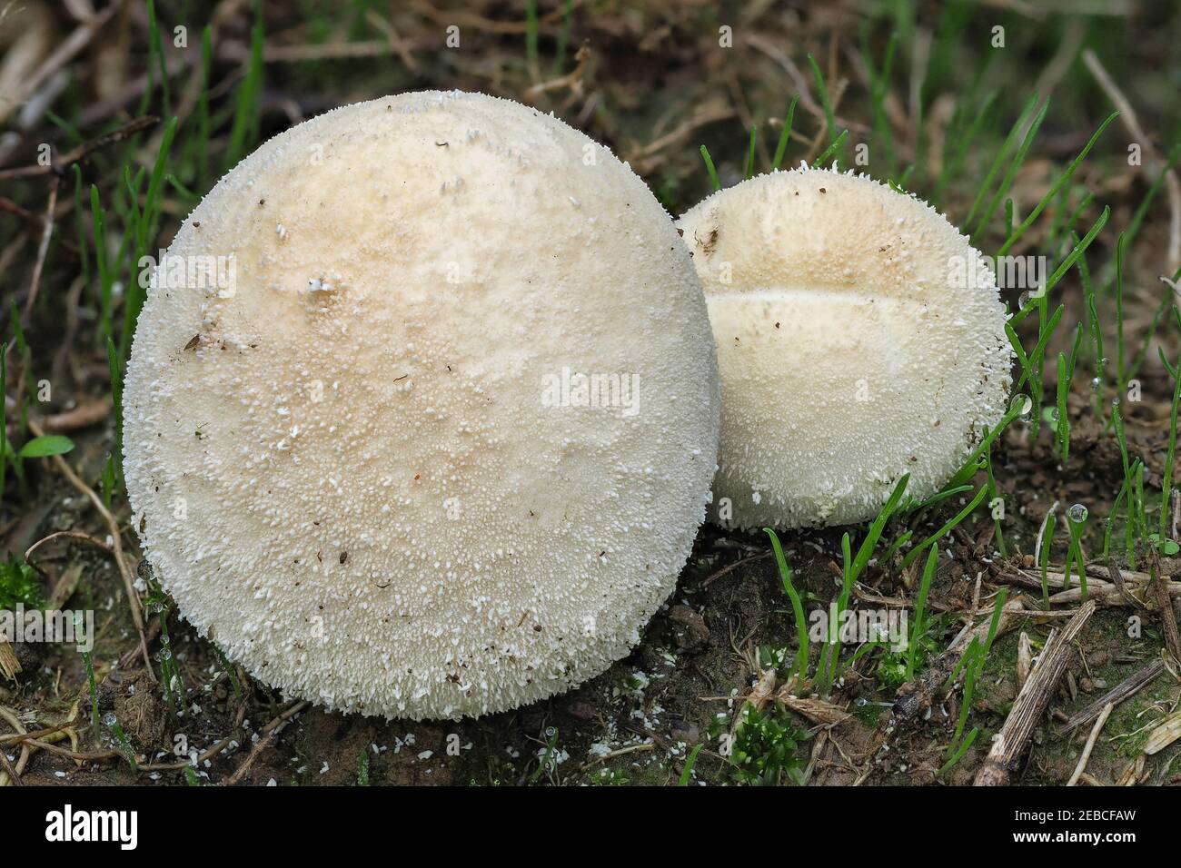 Lycoperdon pratense, commonly known as the meadow puffball, is a type ...