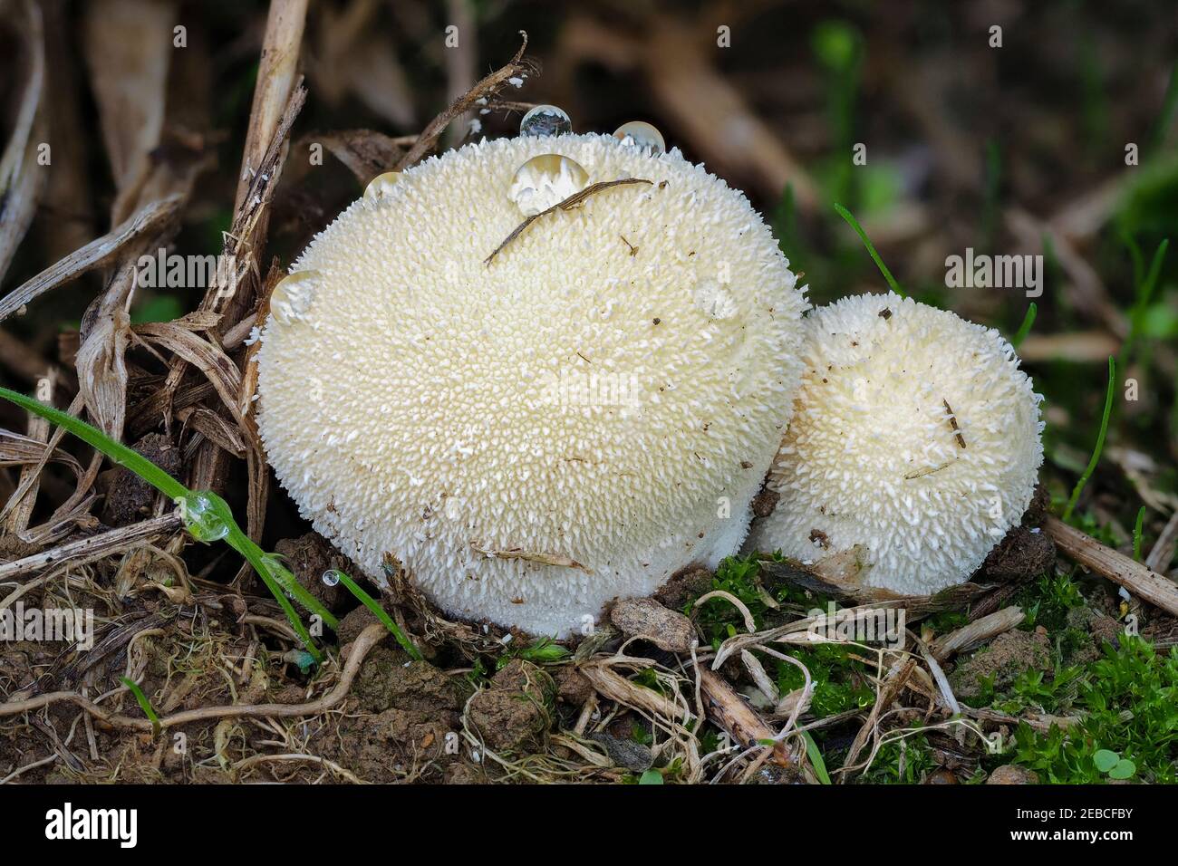 Lycoperdon pratense, commonly known as the meadow puffball, is a type ...