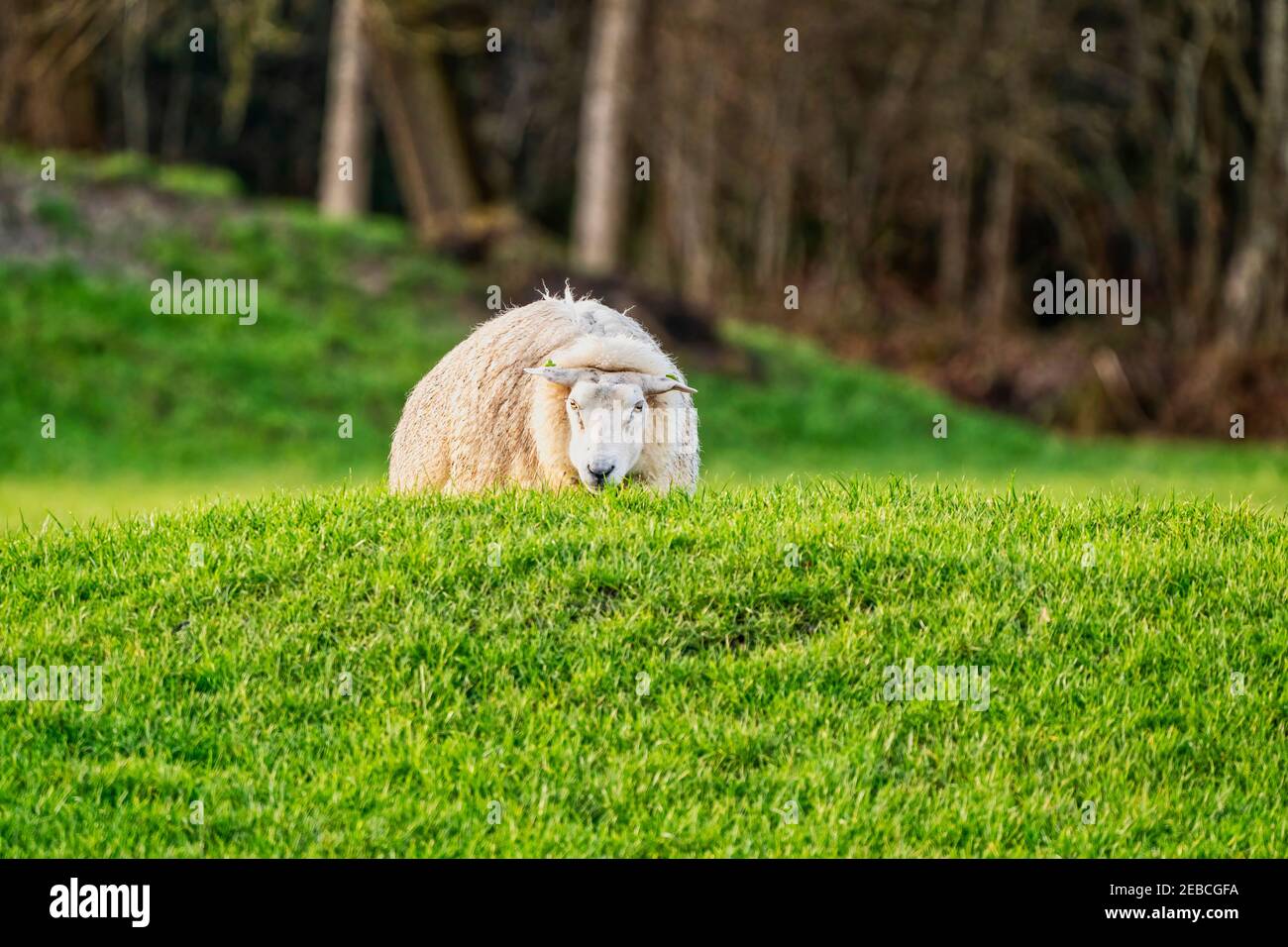 A white sheep emerges eating from behind a hill. The ewe looks straight ...