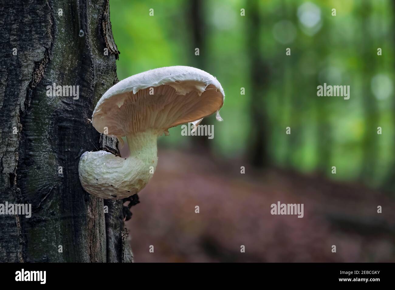Pleurotus dryinus is a species of fungus in the family Pleurotaceae ...