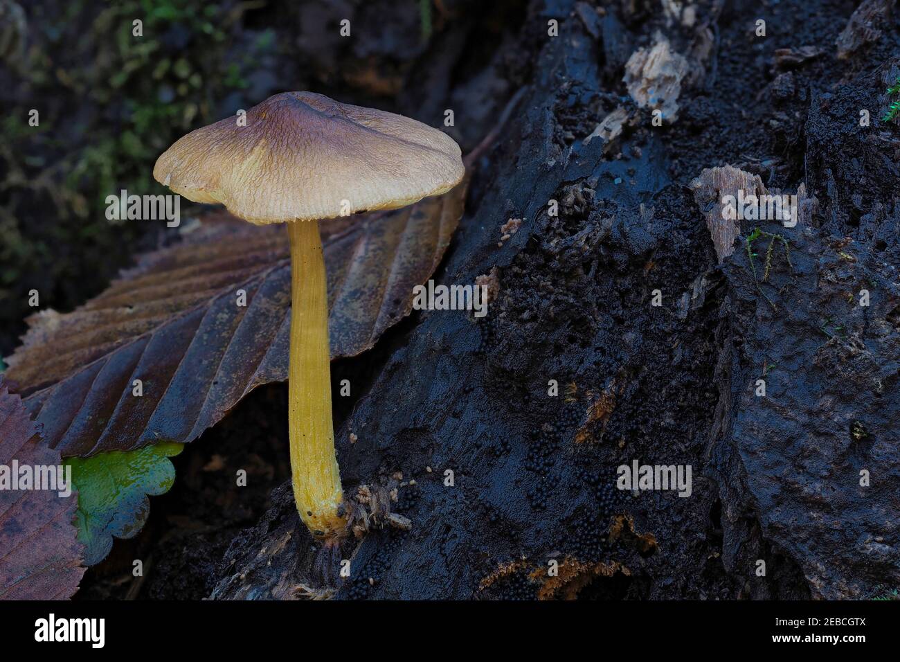 The Pluteus romellii is an inedible mushroom , an intresting photo ...