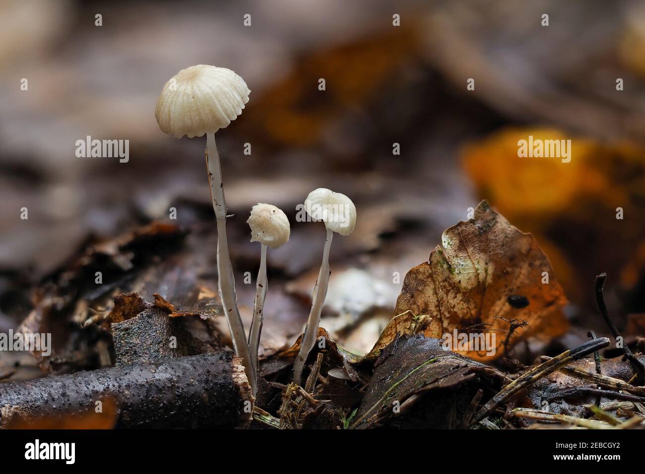 The dripping bonnet (Roridomyces roridus) is an inedible mushroom , an ...