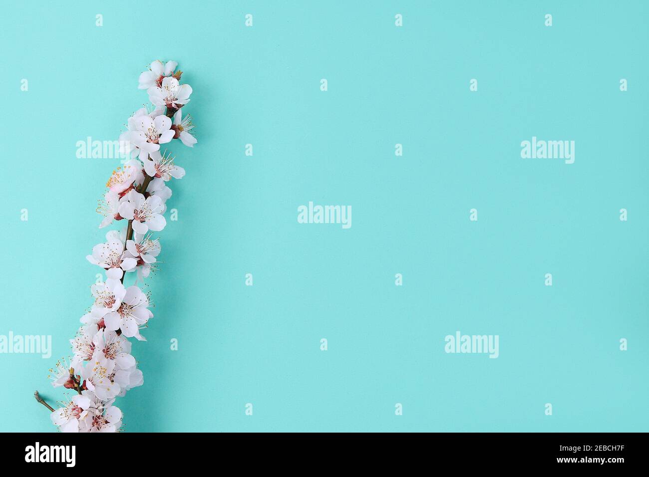 Beautiful blue background with spring blossom branches, top view, flat ...