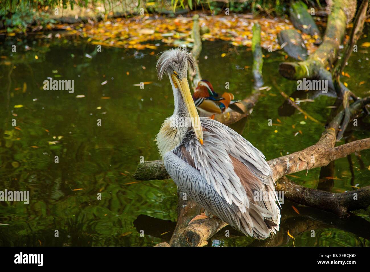 Pelican preening on a lake Stock Photo - Alamy