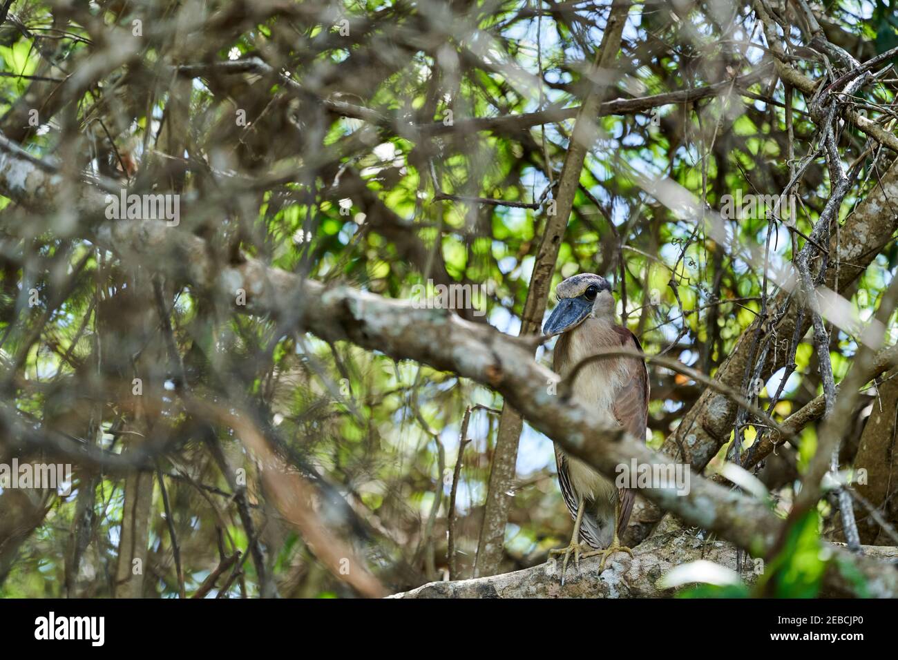 Exotic birds of the Pantanal. The boat billed heron, Cochlearius ...