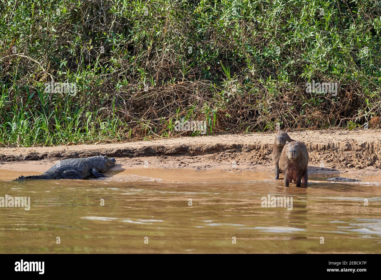Black caiman habitat hi-res stock photography and images - Alamy