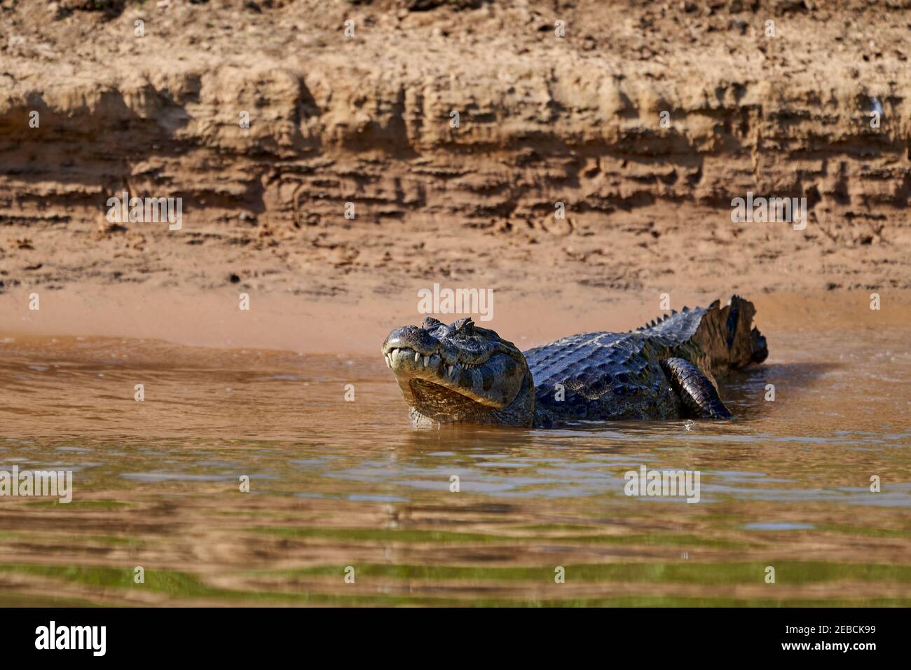 caiman lying in the swamp of the Pantanal wetlands along the ...