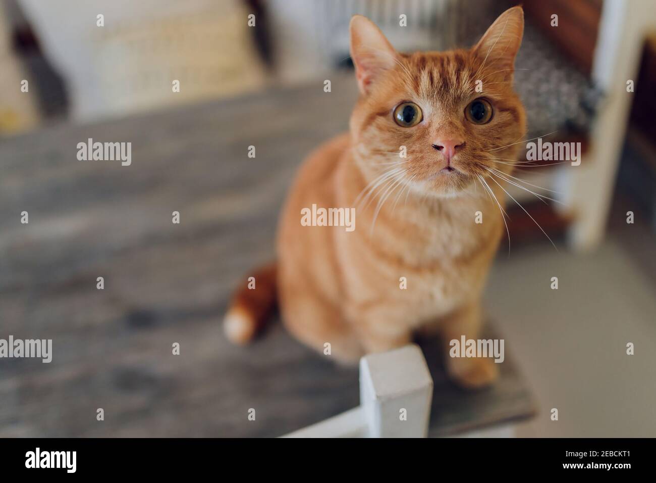 Red lazy cat with big eyes. Cute lovely fluffy cat Stock Photo - Alamy