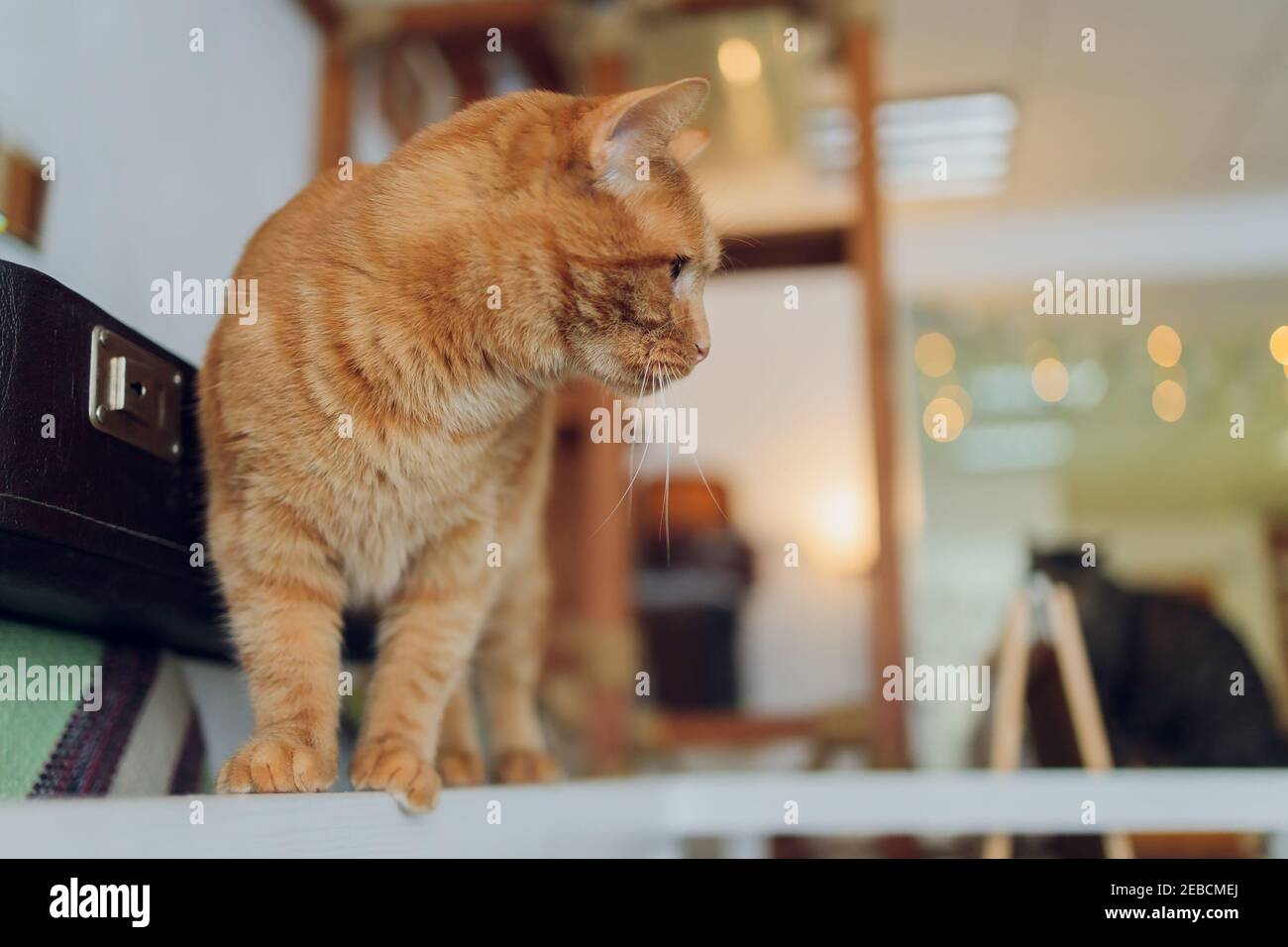 Red lazy cat with big eyes. Cute lovely fluffy cat Stock Photo - Alamy