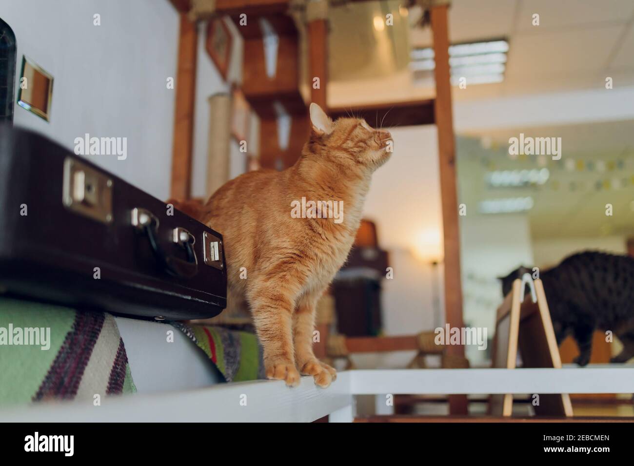 Red lazy cat with big eyes. Cute lovely fluffy cat Stock Photo - Alamy