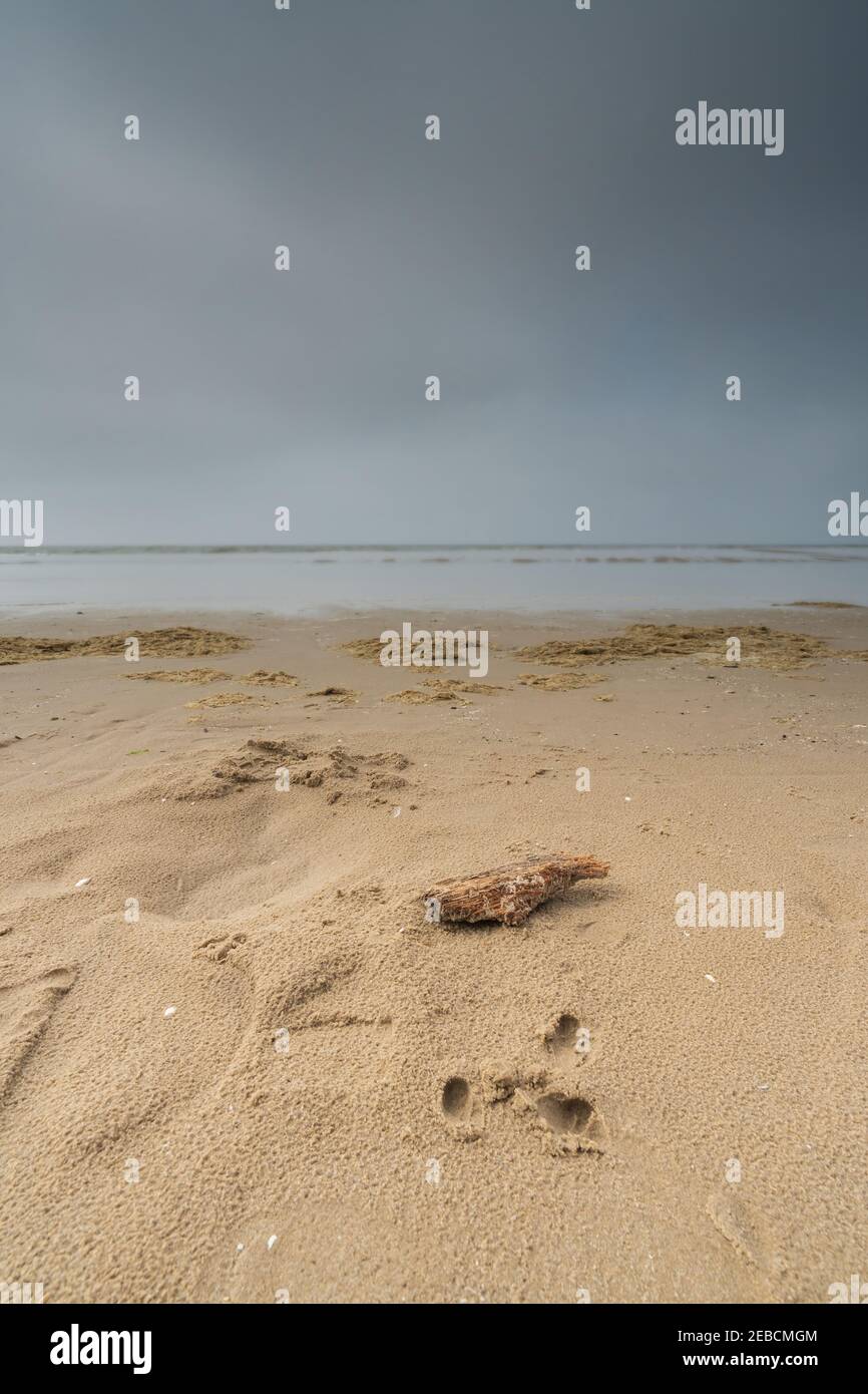 A selective sharpness of a piece of wood on the beach. Peeking sea and ...