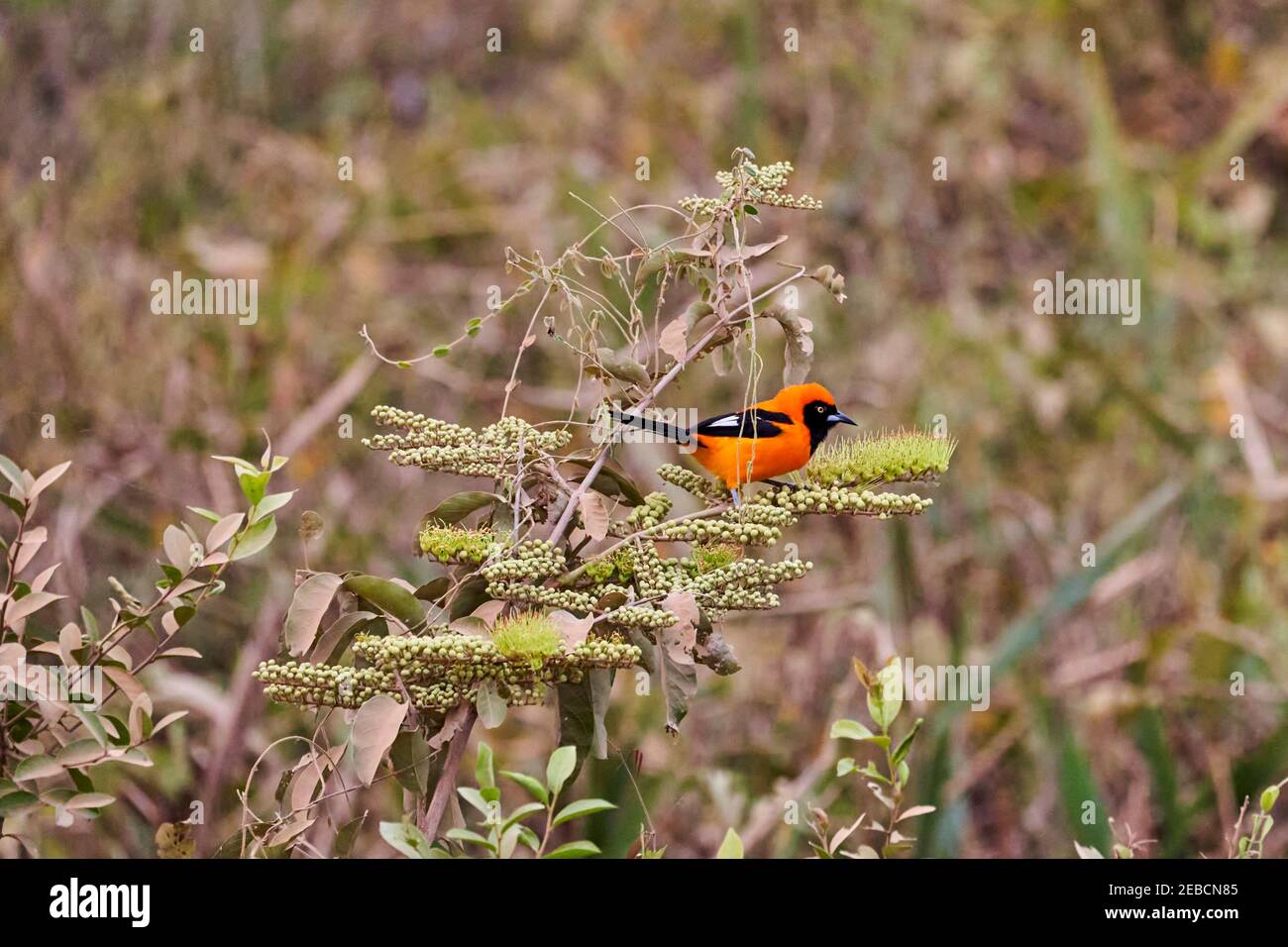 Exotic birds of the Pantanal. The orange backed troupial, Icterus ...