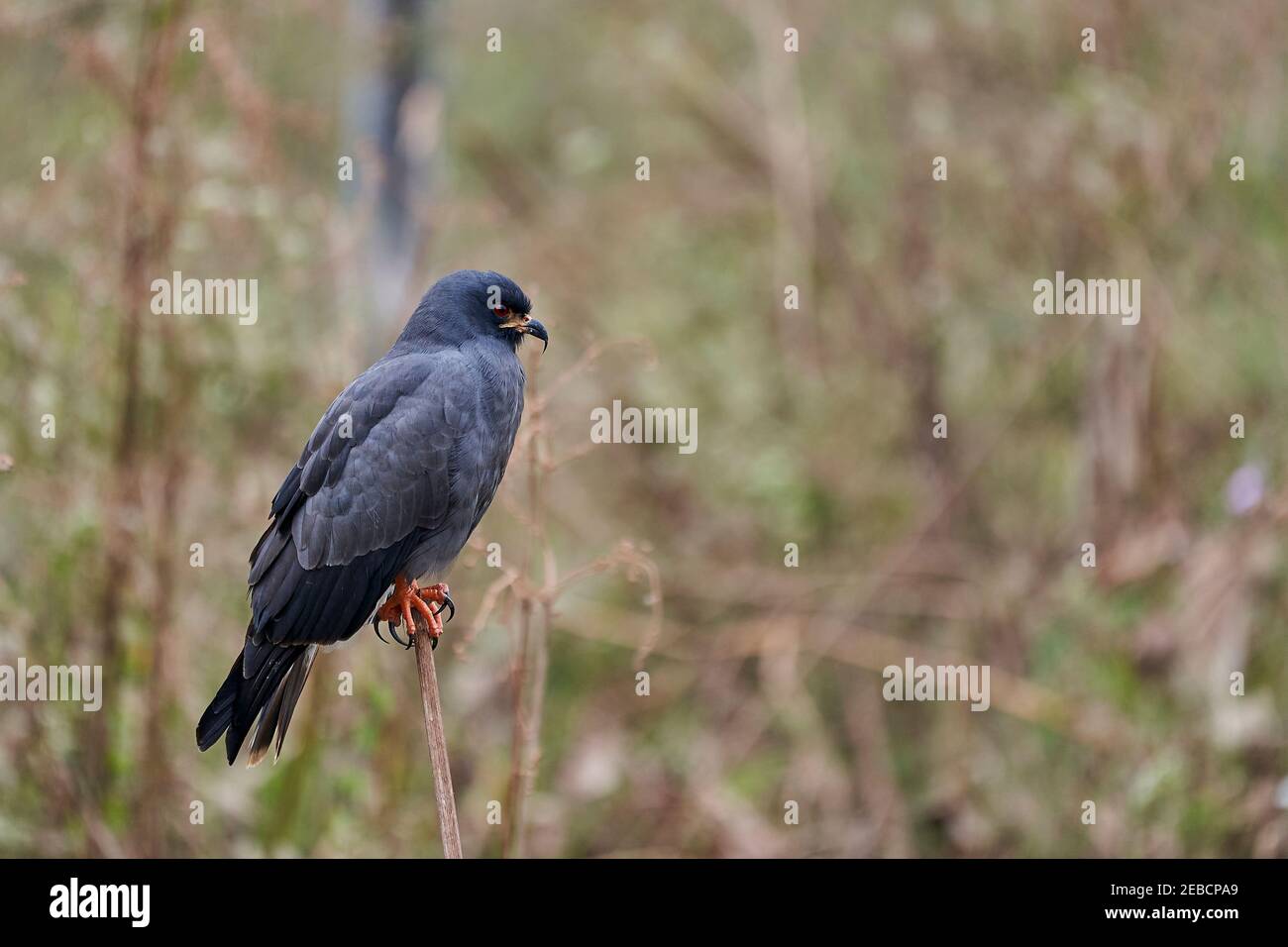 Slender beak hi-res stock photography and images - Alamy