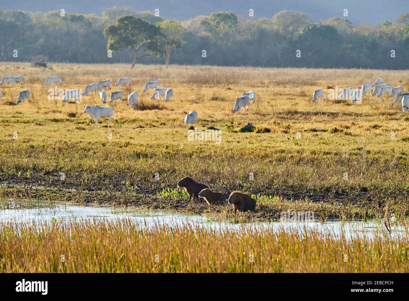 capybara family, Hydrochoerus hydrochaeris, the largest living rodent ...