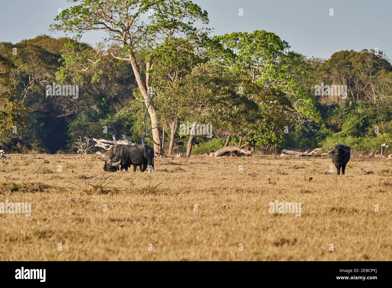 Domestic asian water buffalo hi-res stock photography and images - Alamy