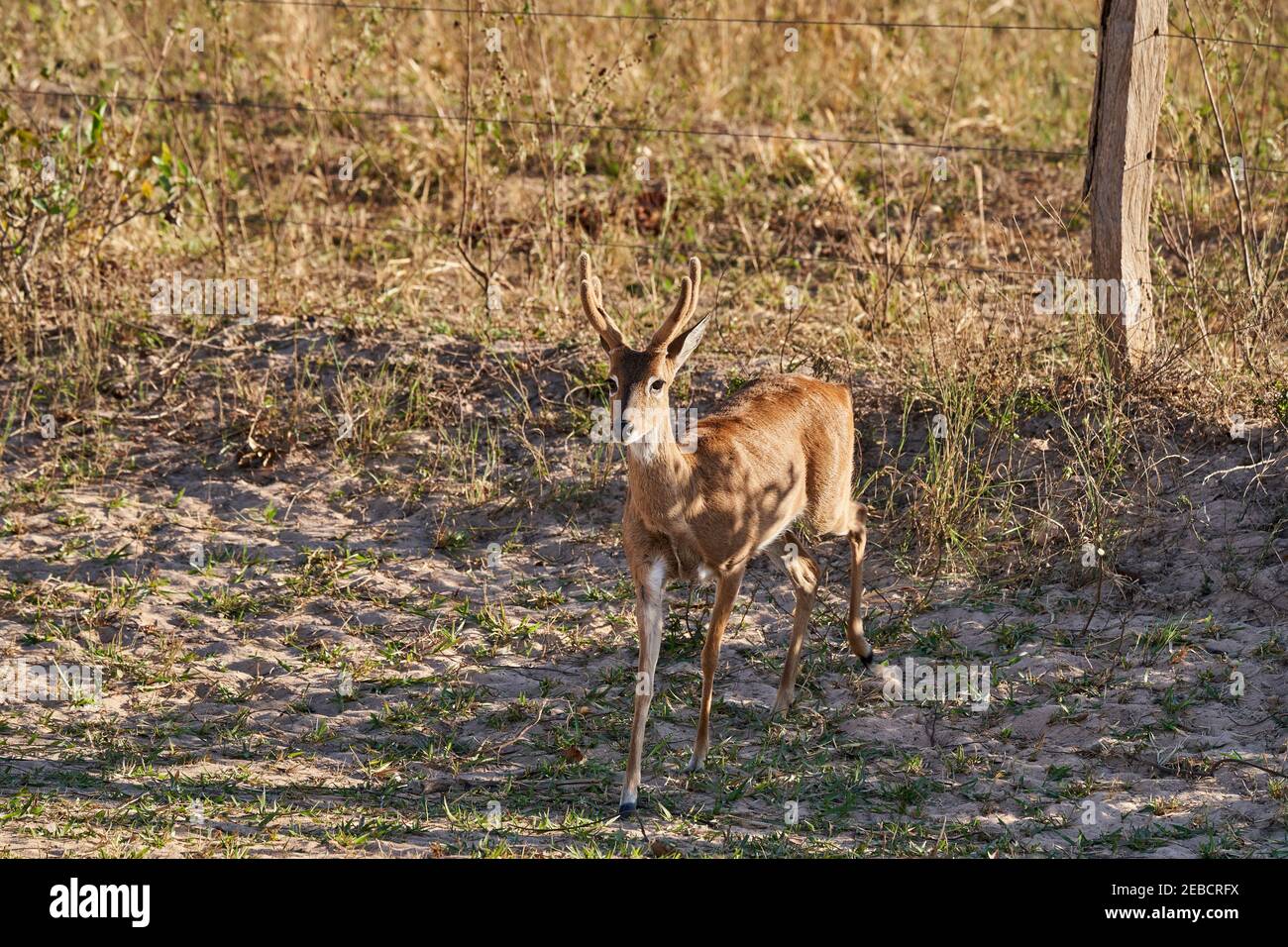 Largest deer species from south america hi-res stock photography and ...