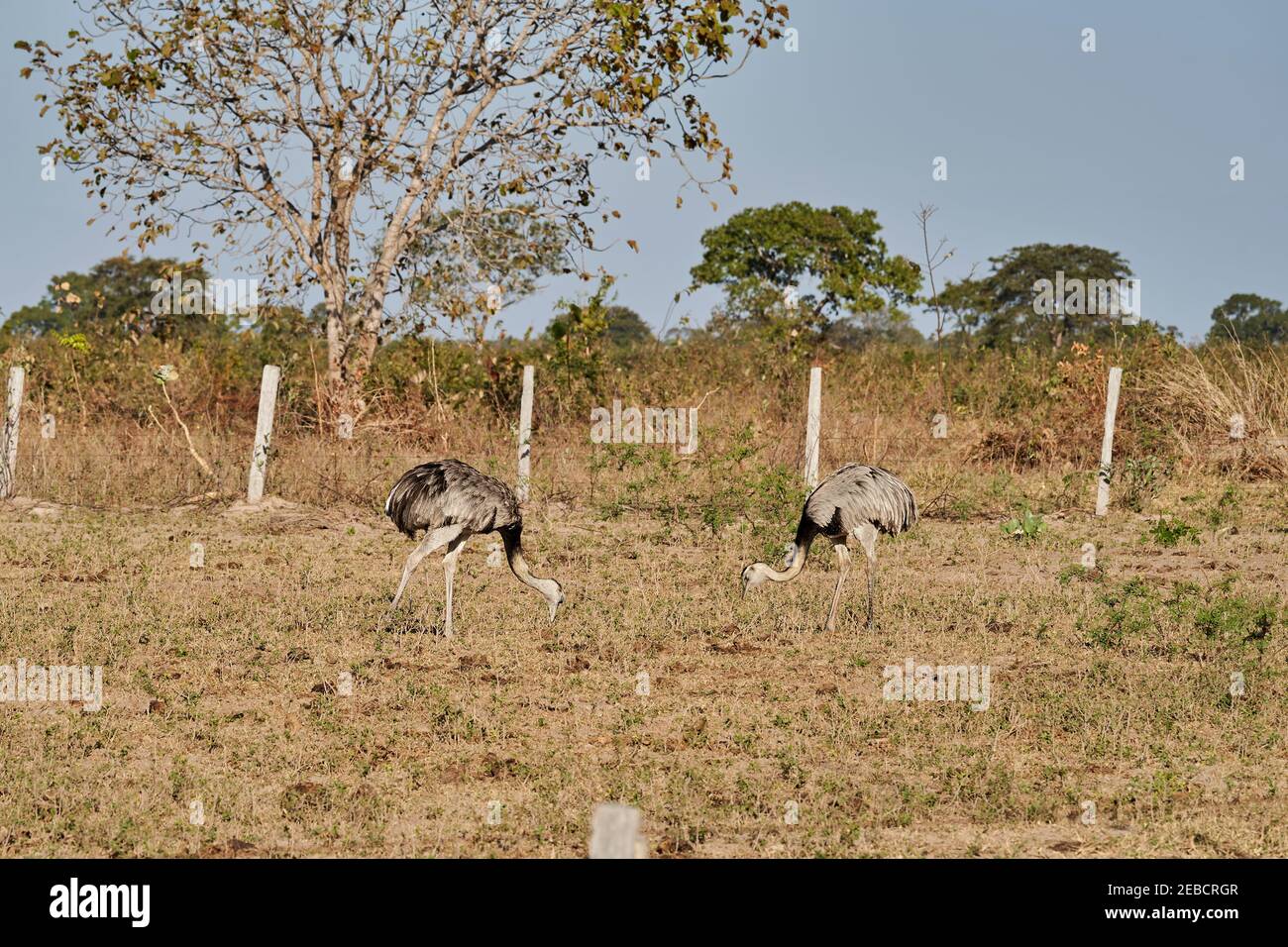 Ostrich running south america hi-res stock photography and images - Alamy