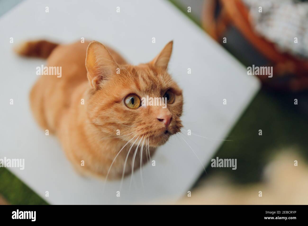 Red lazy cat with big eyes. Cute lovely fluffy cat Stock Photo - Alamy
