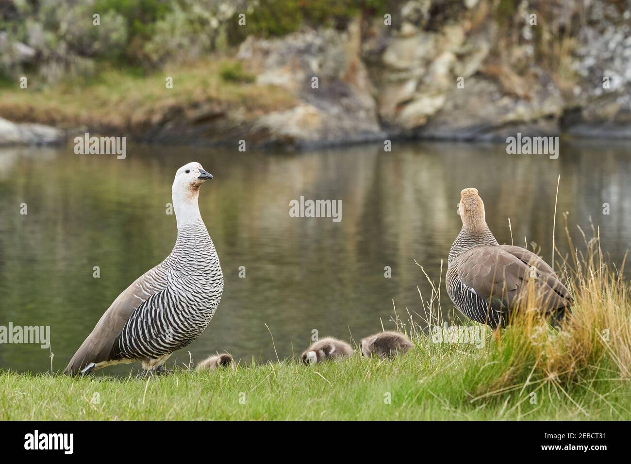 Male magellan goose hi-res stock photography and images - Alamy