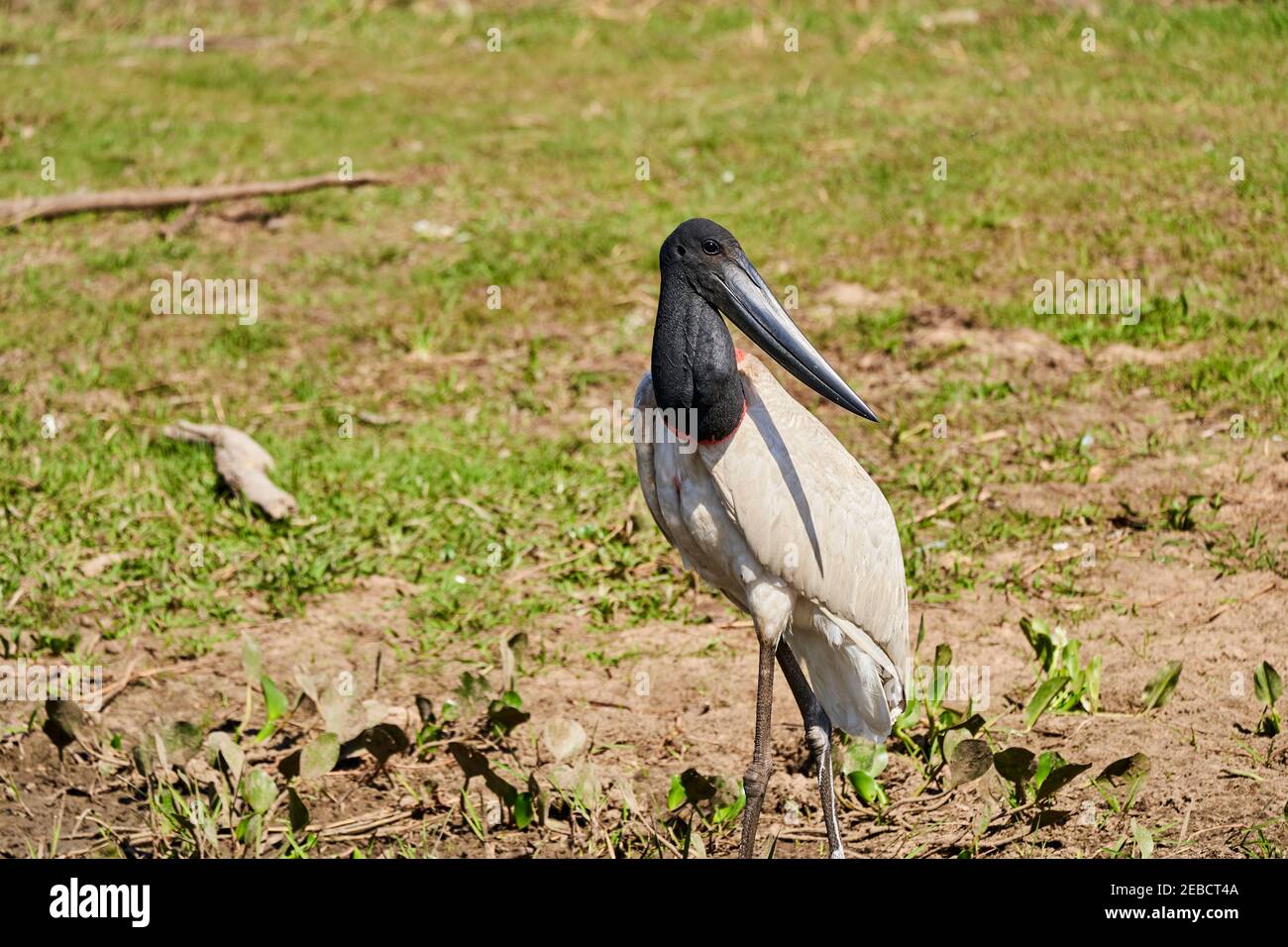 Stork species hi-res stock photography and images - Alamy
