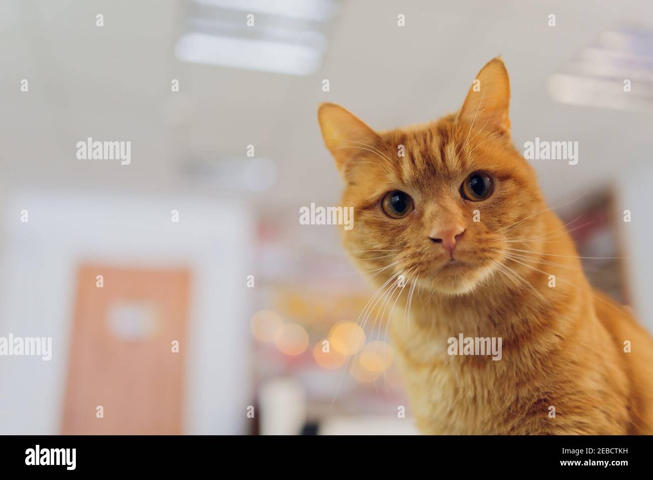 Red lazy cat with big eyes. Cute lovely fluffy cat Stock Photo - Alamy