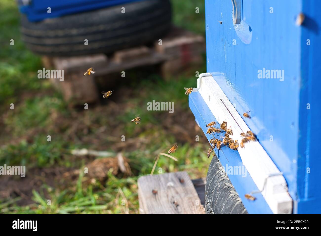 Group near beehive hi-res stock photography and images - Alamy