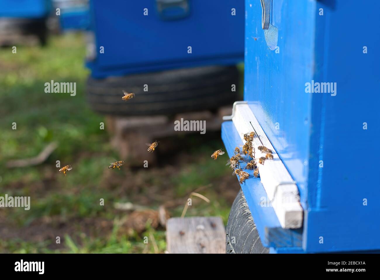 Group near beehive hi-res stock photography and images - Alamy