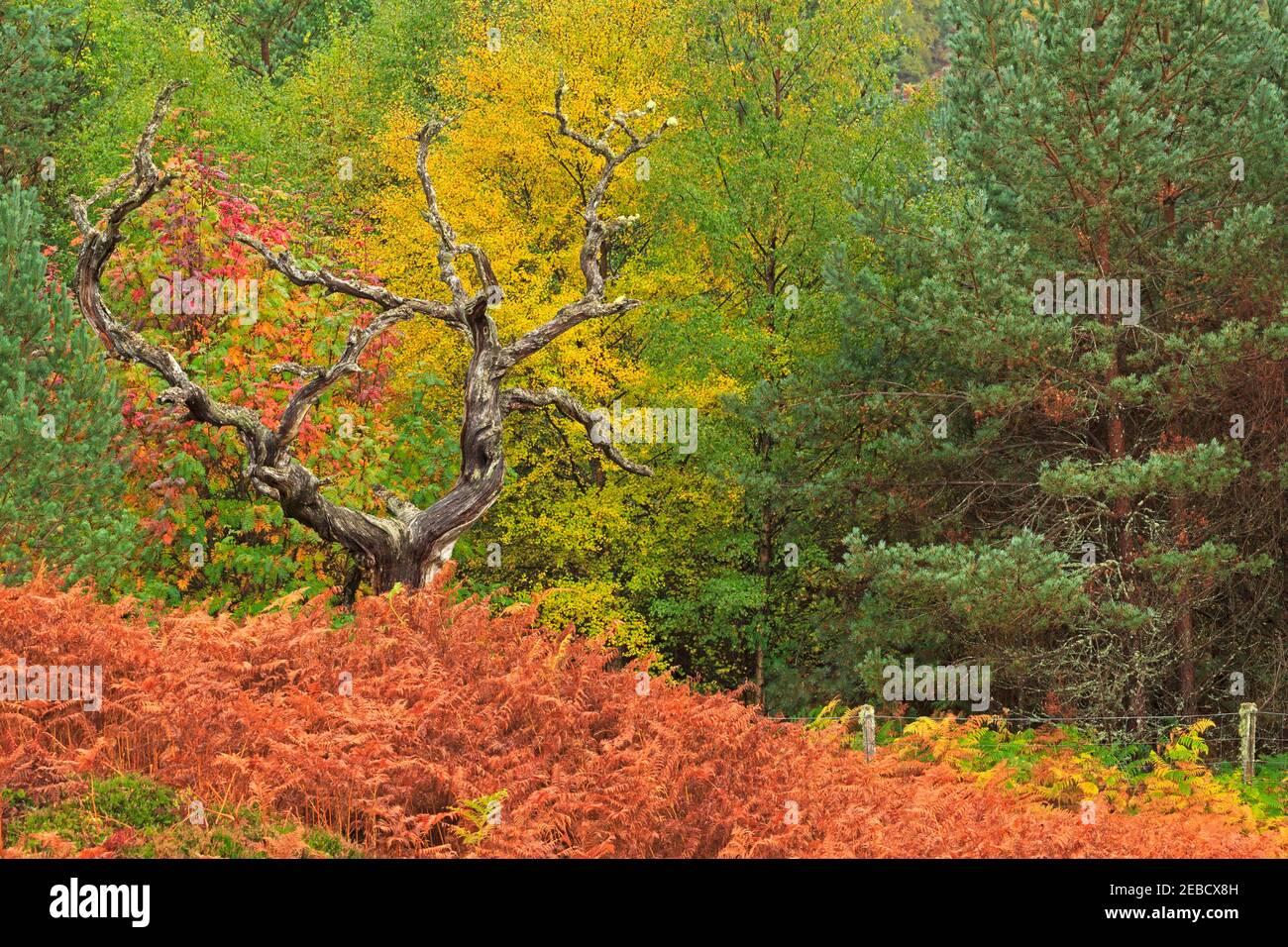 Twisted dead tree hi-res stock photography and images - Alamy