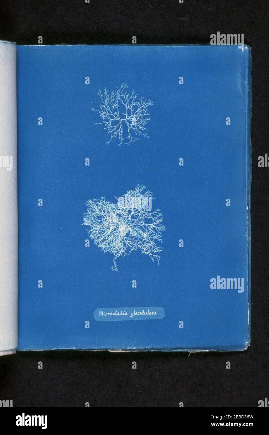 Microcladia hi-res stock photography and images - Alamy