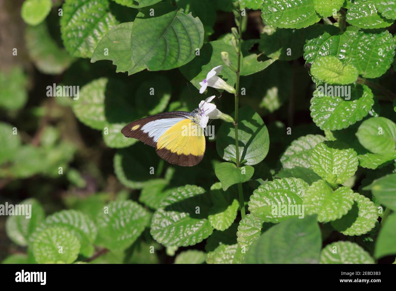 Chocolate Albatross butterfly, Appias lyncida vasava Stock Photo - Alamy