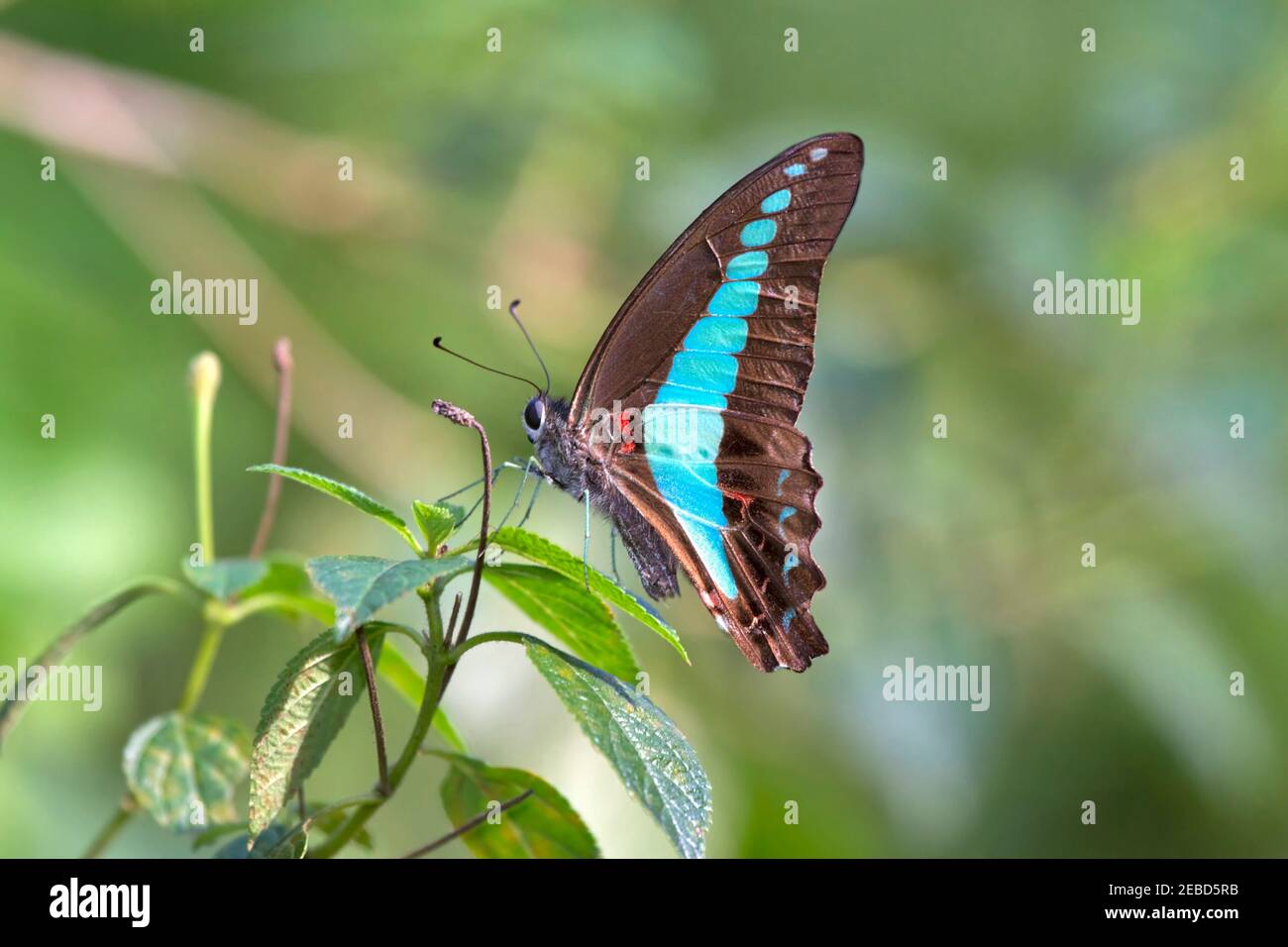 Common Bluebottle butterfly, Graphium sarpedon Stock Photo - Alamy