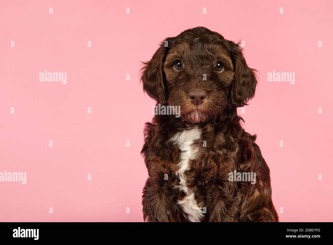 Chiots Labradoodle Standard Dog Pup Foto's, Afbeeldingen En Stock