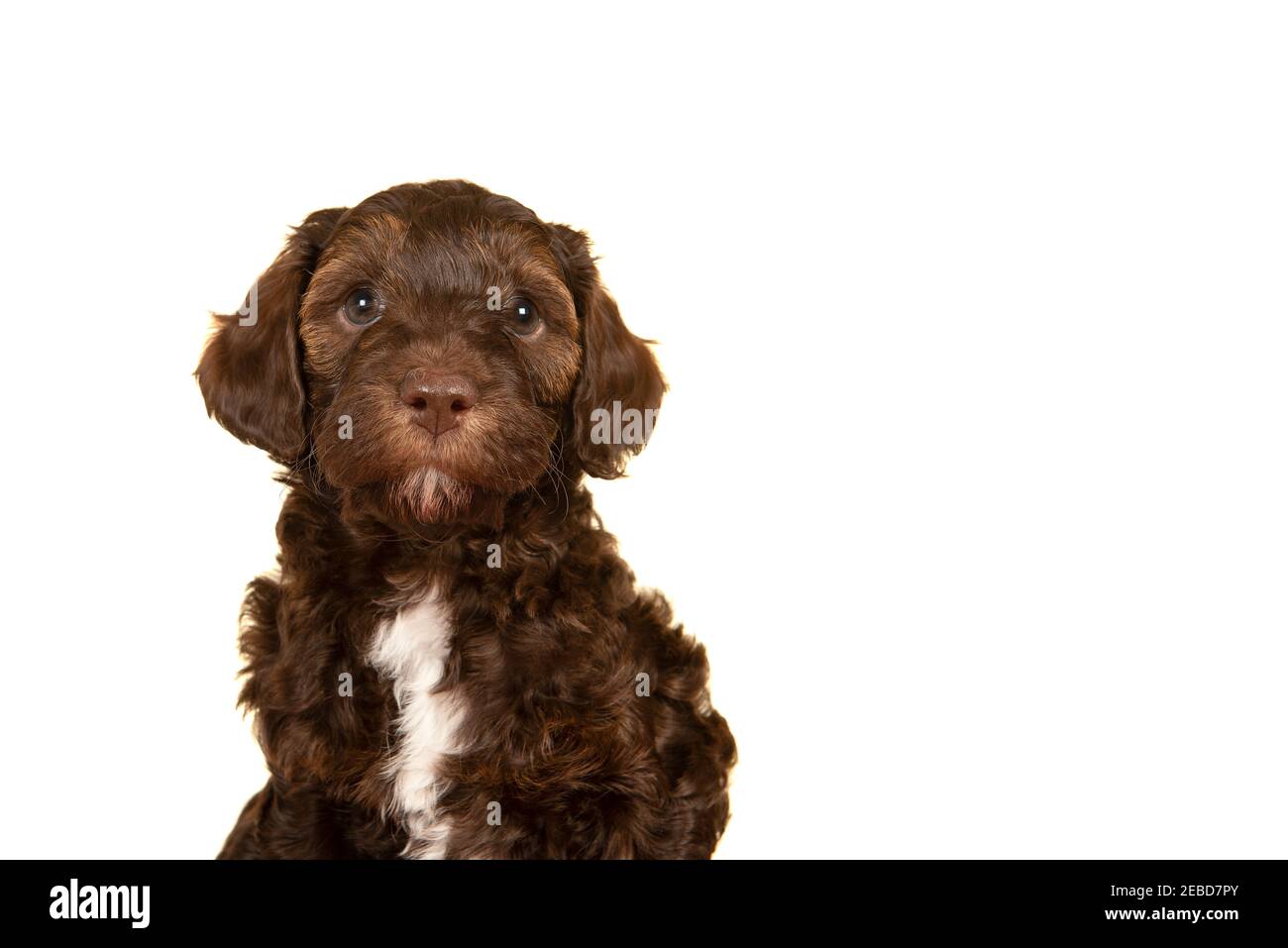 Labradoodle headshot hi-res stock photography and images - Alamy