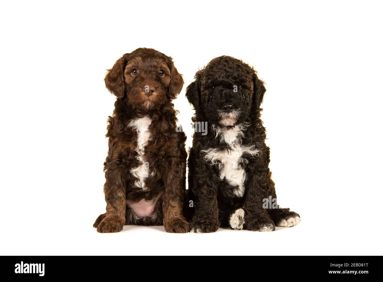 Chiots Labradoodle Standard Dog Pup Foto's, Afbeeldingen En Stock