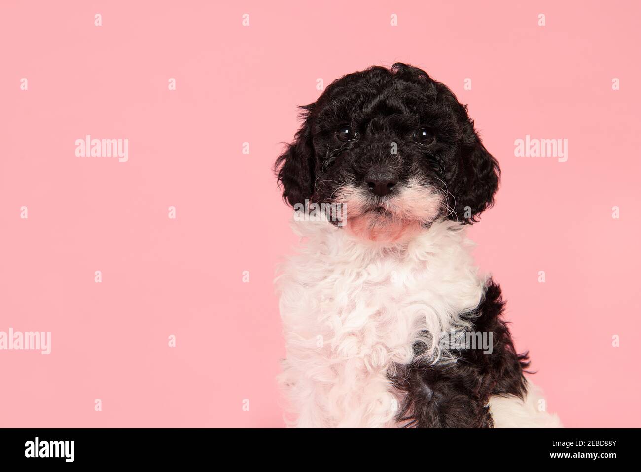 Portrait of a cute black and white labradoodle puppy looking at the ...