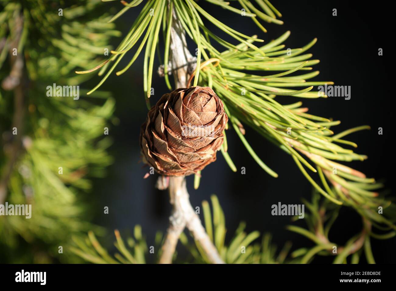 Top view of a cone on a larch tree Stock Photo - Alamy