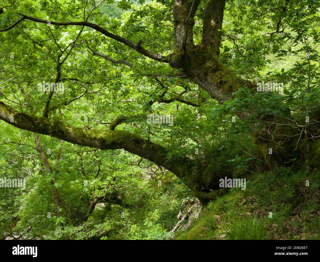 An oak tree growing on the steep sides of the ravine above the Afon ...