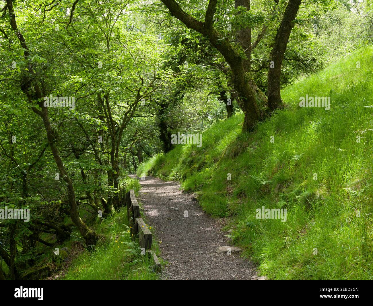 A footpath though woodland alongside the River Mellte in Waterfall ...