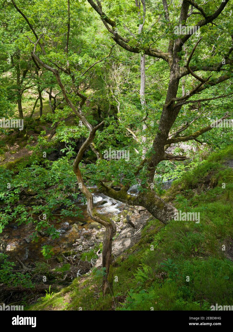 An oak tree growing on the steep sides of the ravine above the Afon ...