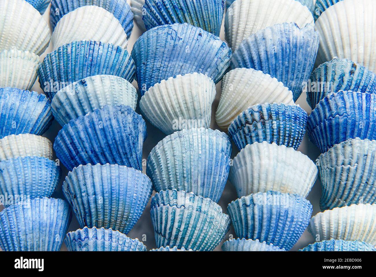 Pattern of blue shells in a row in a full frame stucture as a ...