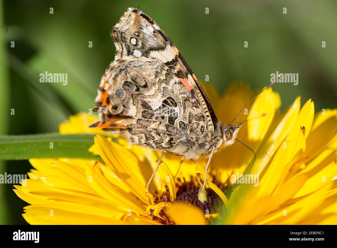 Vanessa carye on a yellow flower Stock Photo - Alamy