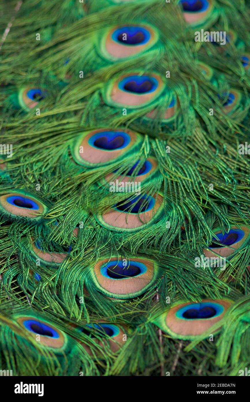 Peacock tail feathers in a full frame pattern Stock Photo - Alamy
