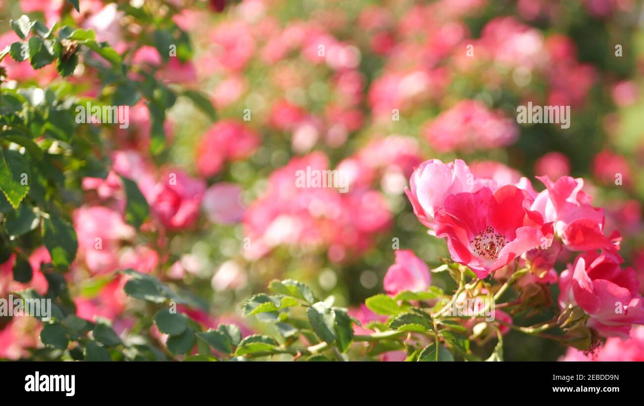 English roses garden. Rosarium Floral background. Tender flowers ...
