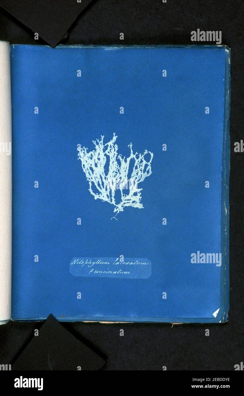 Laceratum hi-res stock photography and images - Alamy