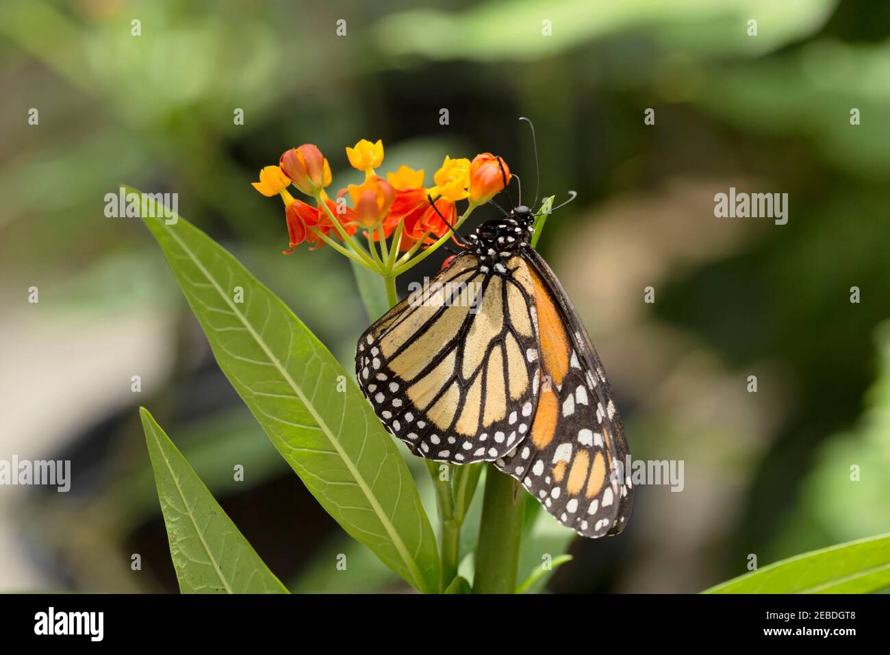 Monarch butterfly, Danaus plexippus, feeding on Mexican Butterfly Weed ...