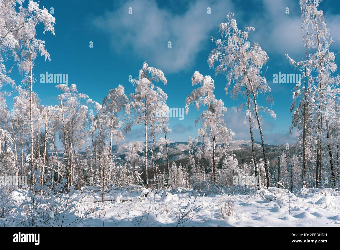 Birchwood in winter hi-res stock photography and images - Alamy